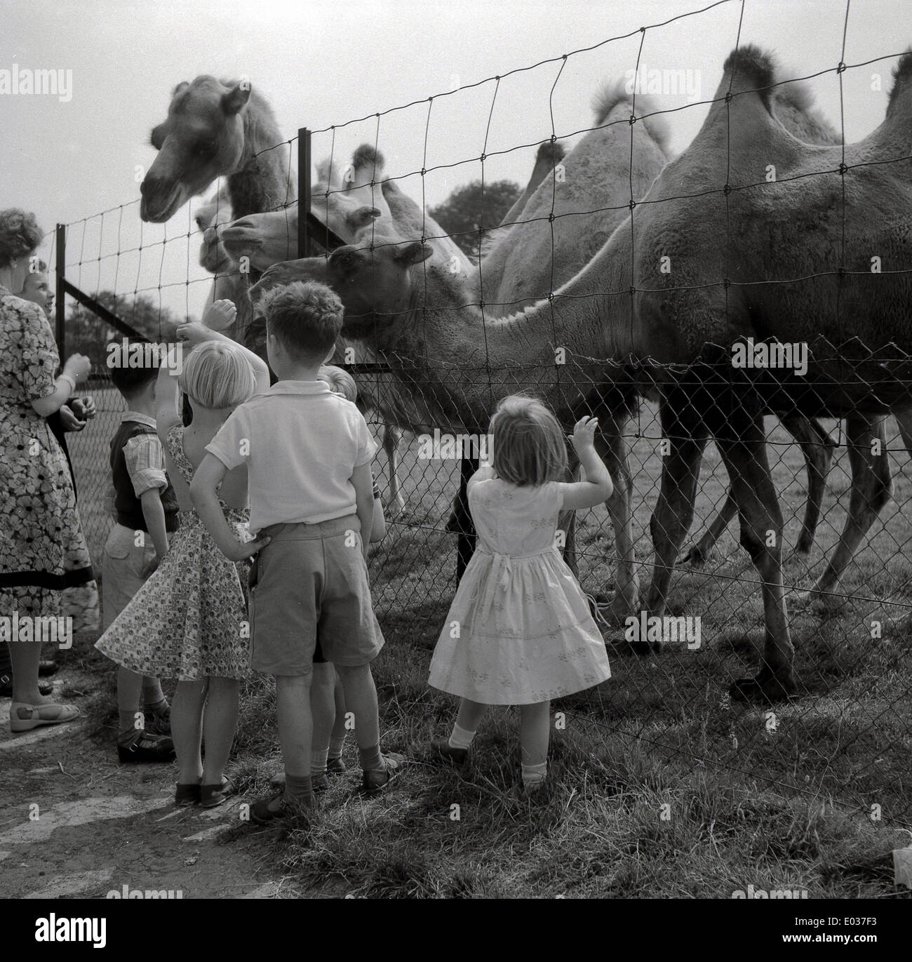 1950s historical picture showing children at an outdoor farm peering ...