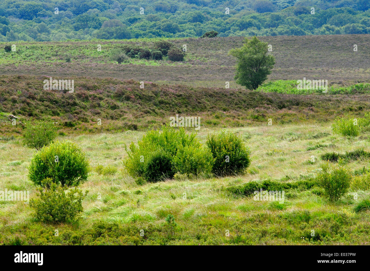 Denny lodge hi-res stock photography and images - Alamy