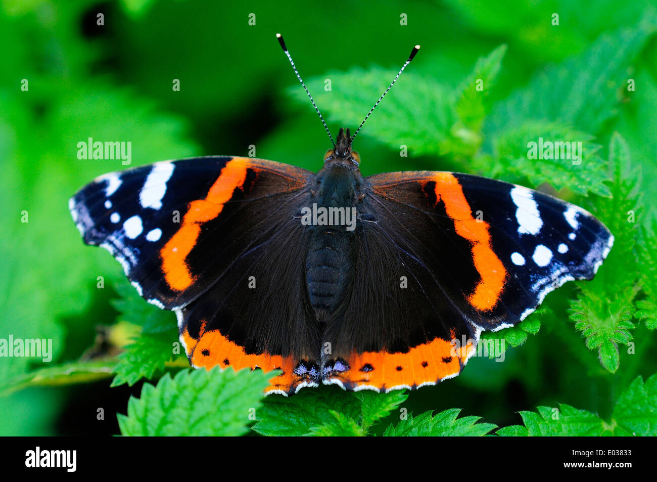 Red admiral butterfly uk hi-res stock photography and images - Alamy