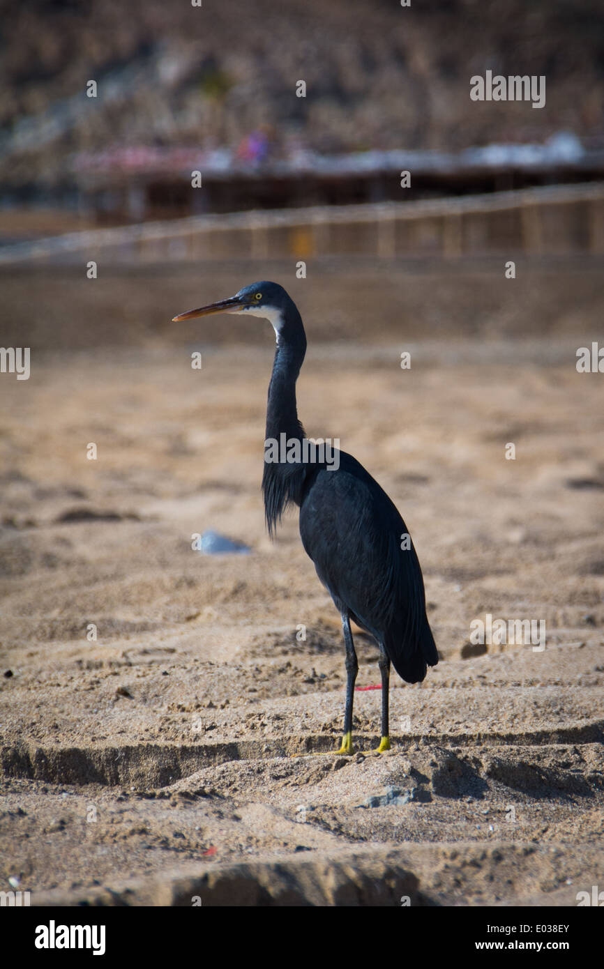 Bird of uae hi-res stock photography and images - Alamy