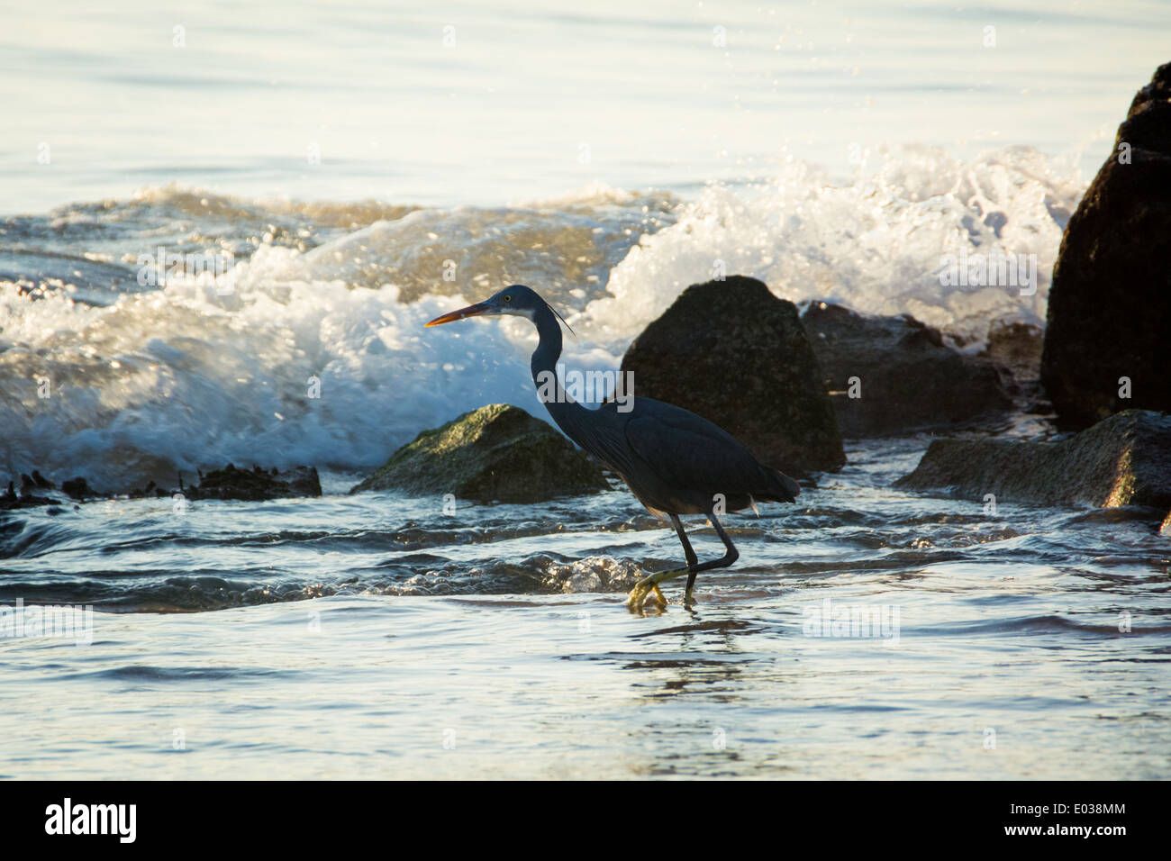 heron bird Fujairah UAE Emirates Stock Photo - Alamy