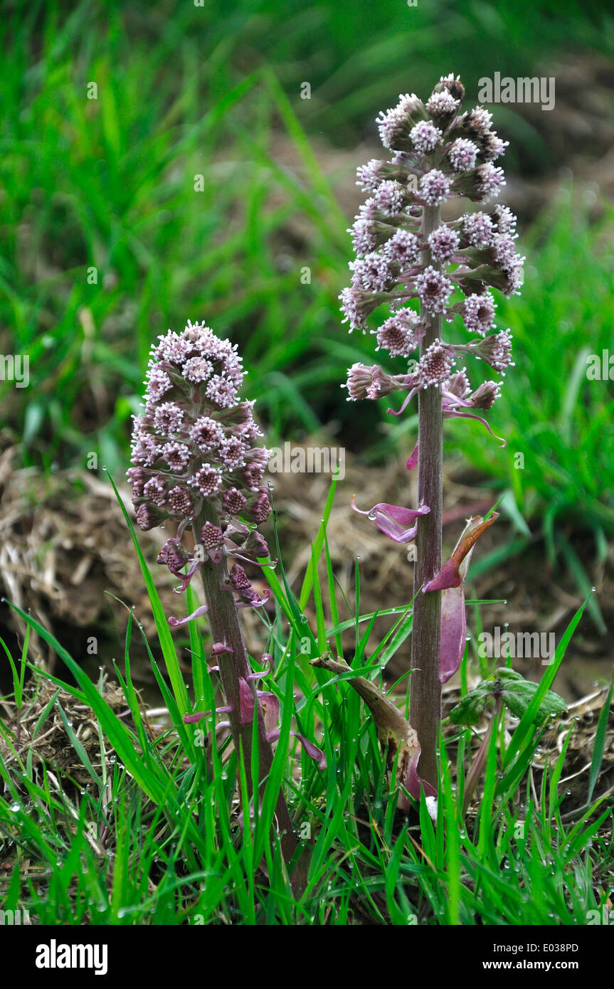 Butterbur uk hi-res stock photography and images - Alamy
