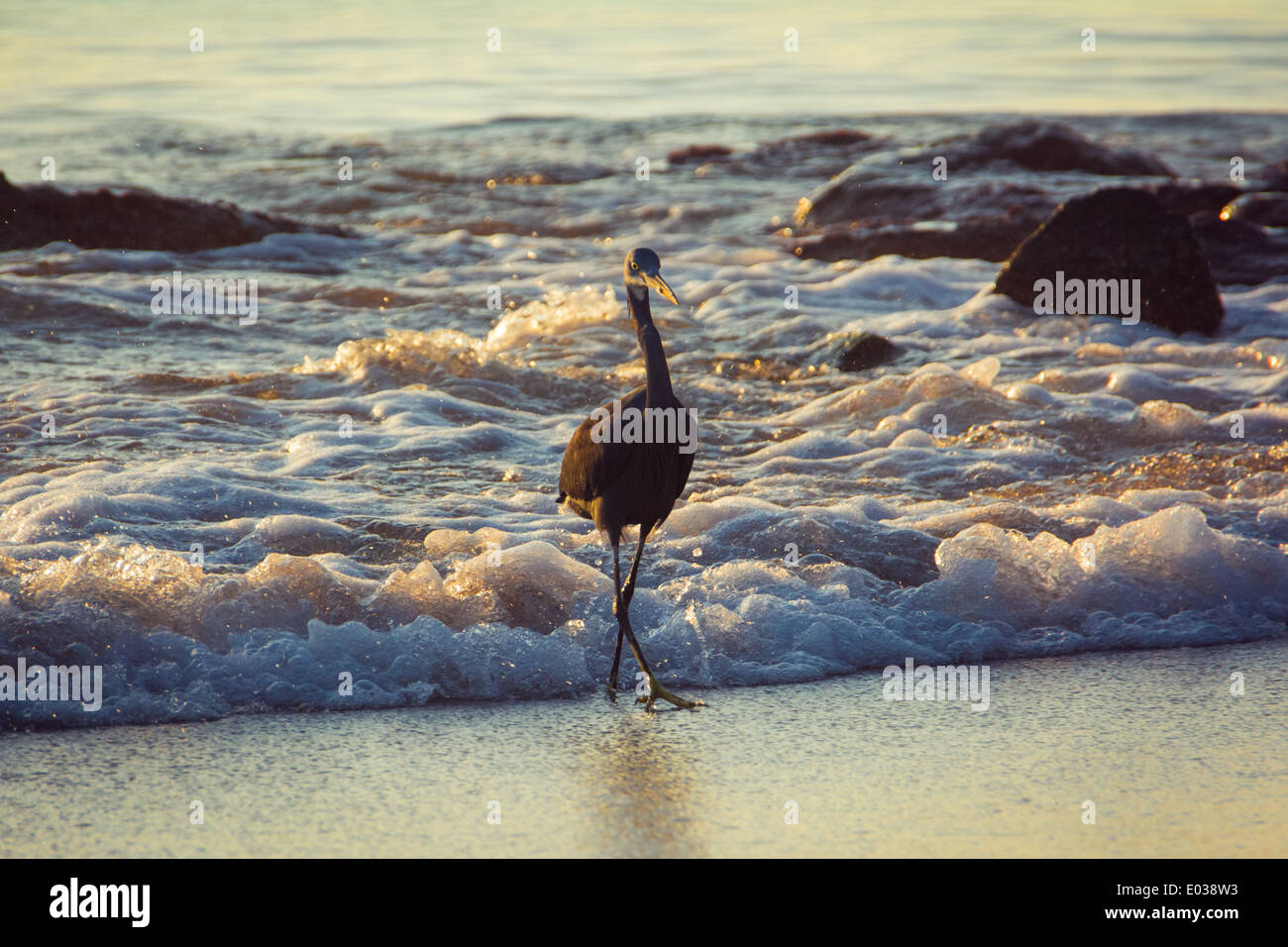 Uae bird hi-res stock photography and images - Alamy