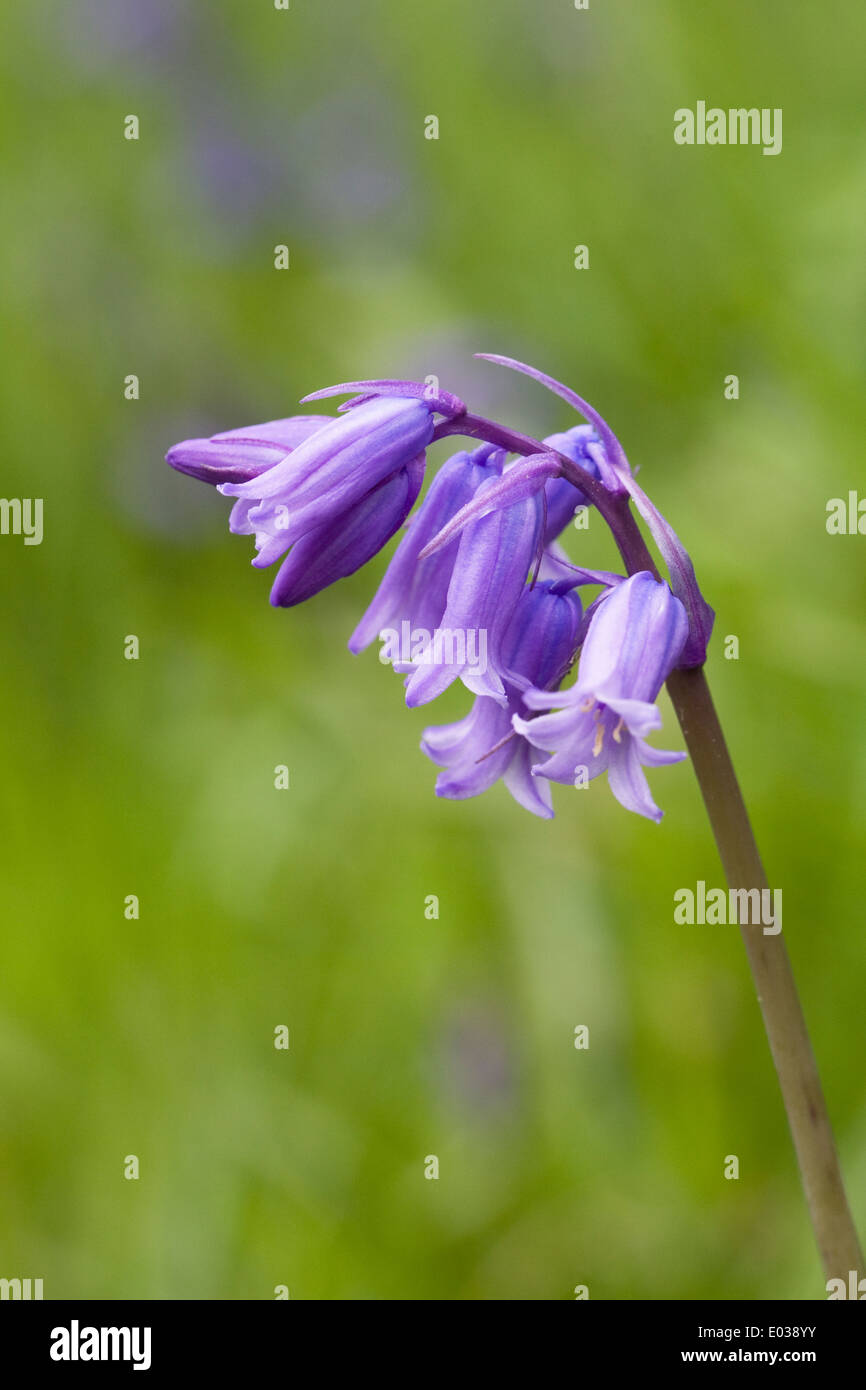 Hyacinthoides non scripta. English bluebell flower Stock Photo - Alamy