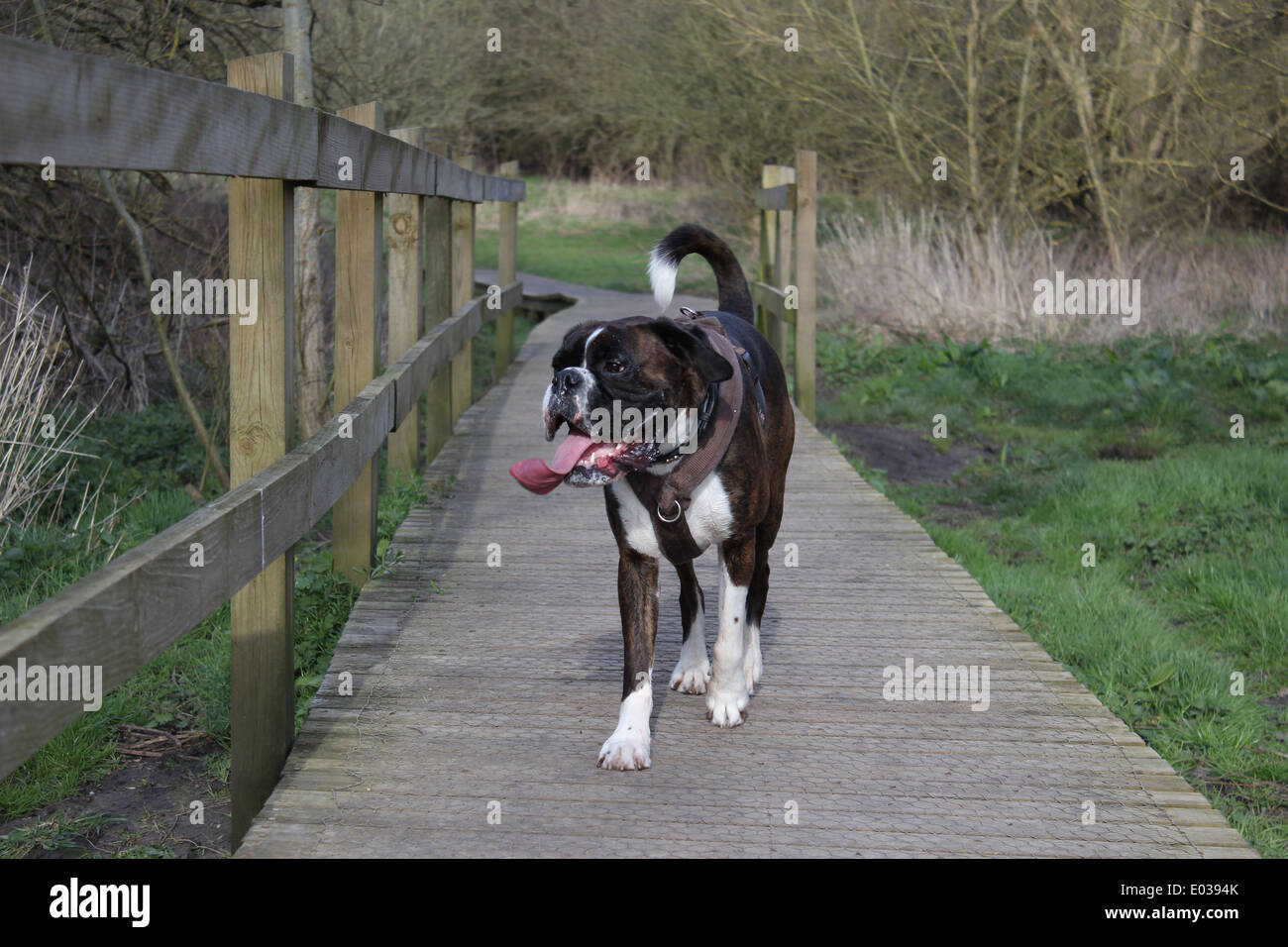 Mandibular prognathism hi-res stock photography and images - Alamy