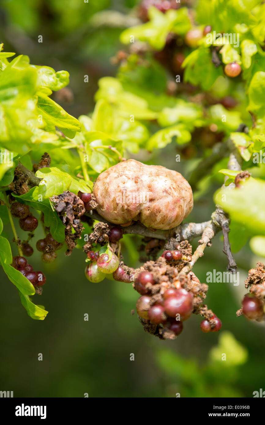 Oak apple gall on an English Oak tree, Quercus, in Northamptonshire ...