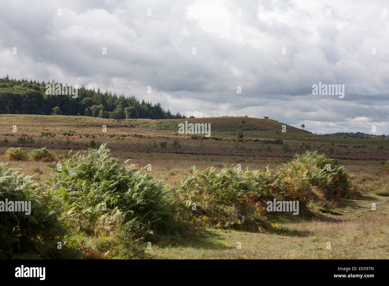 Looking across Latchmore Bottom the valley of Latchmore Brook Frogham ...