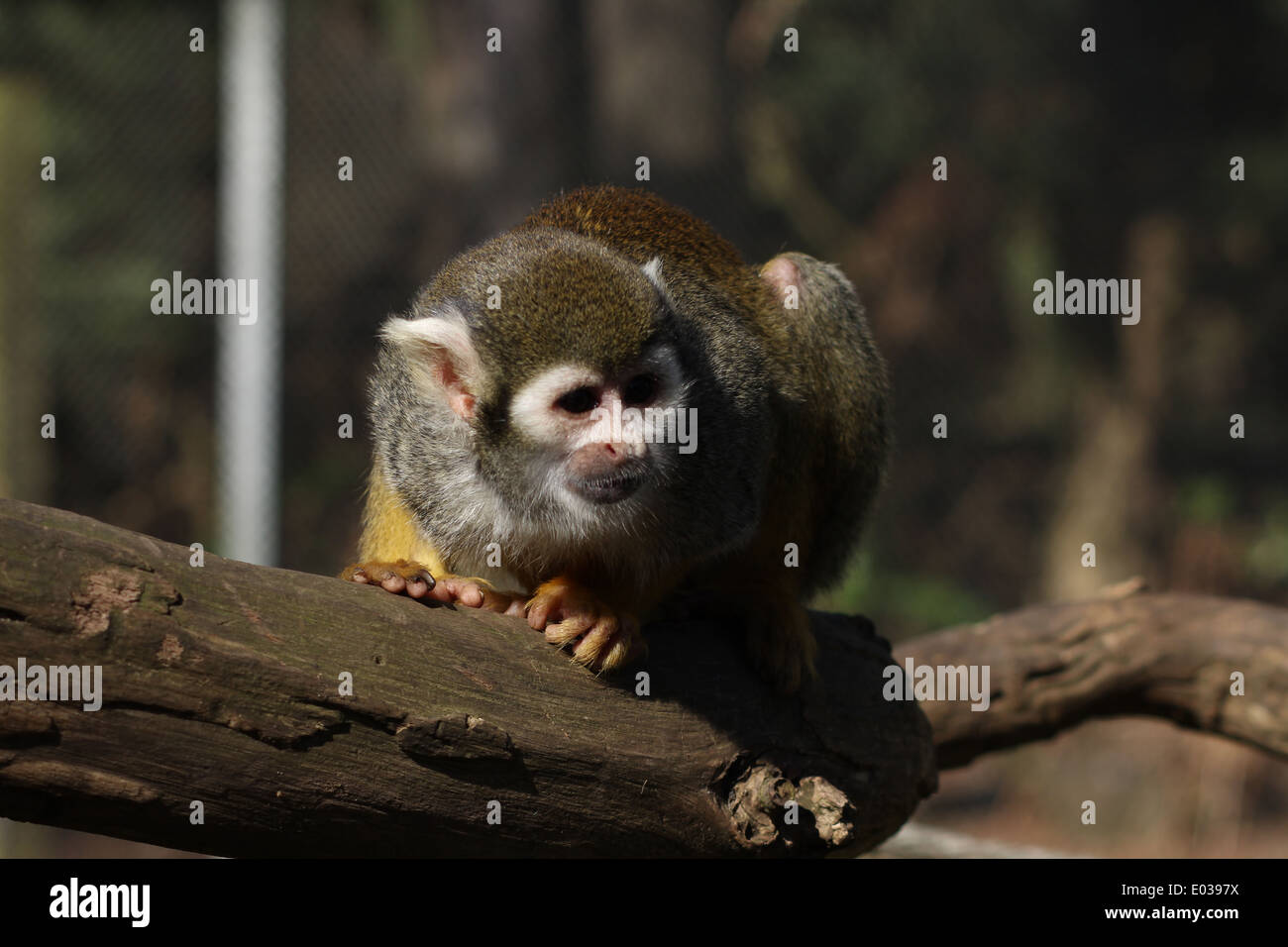 Abbey crouch hi-res stock photography and images - Alamy