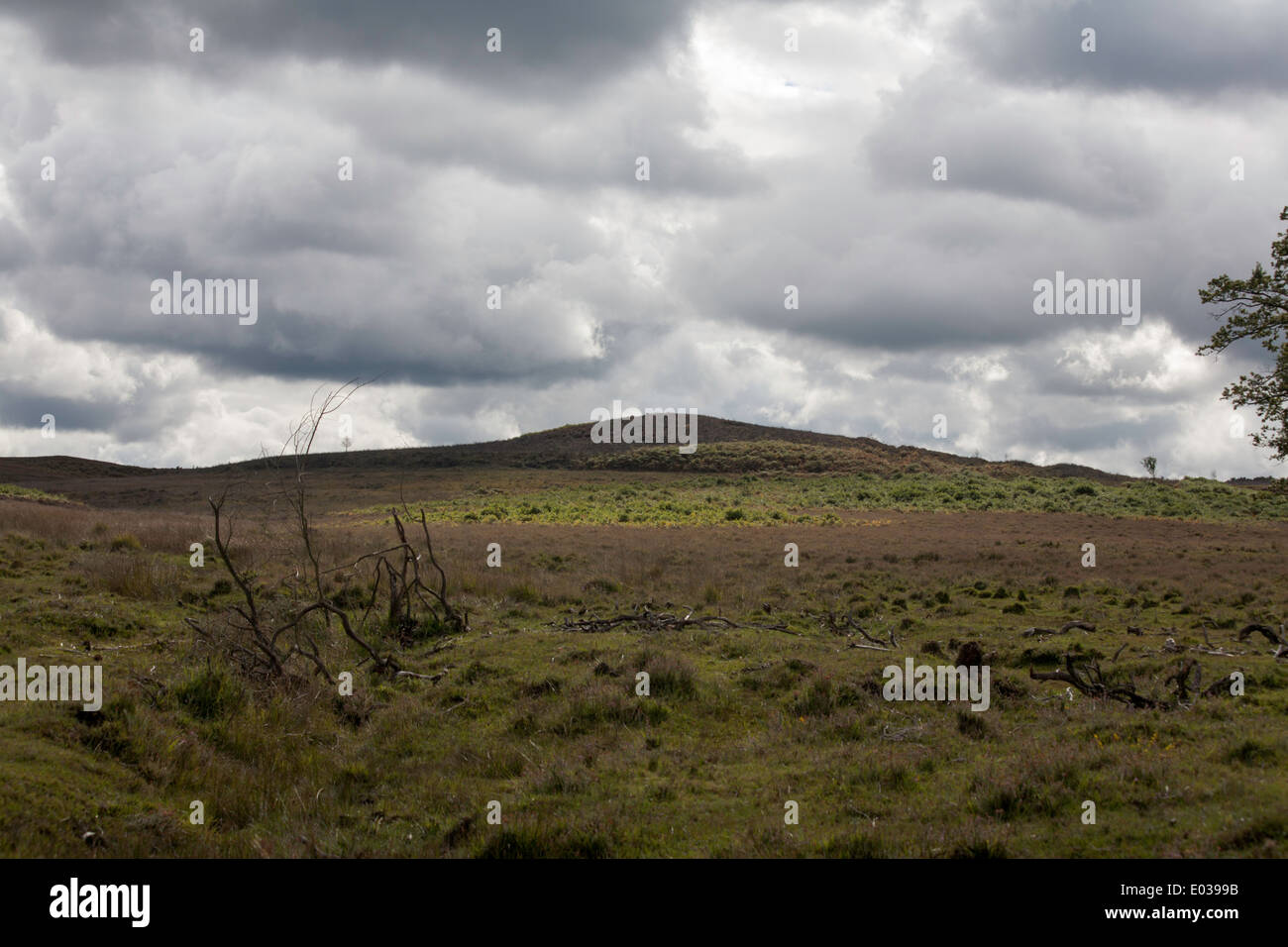 Looking across Latchmore Bottom the valley of Latchmore Brook Frogham ...