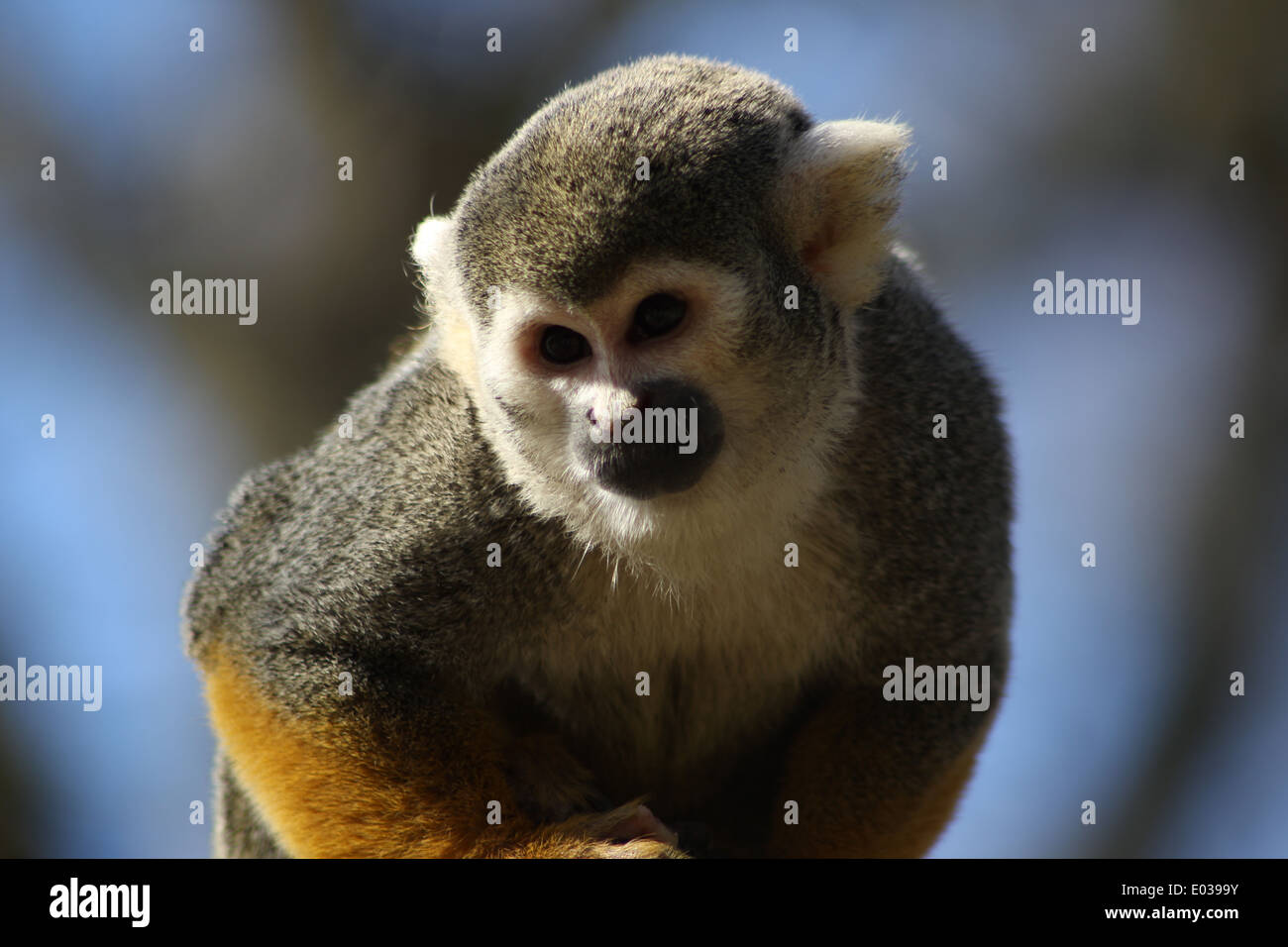 Monkey predators hi-res stock photography and images - Alamy