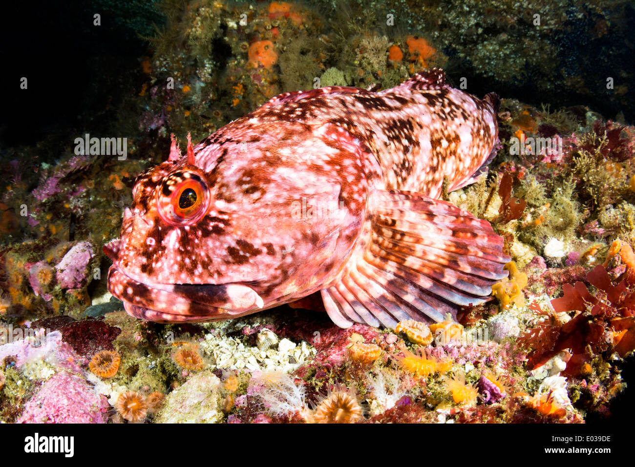 Cold water fish hi-res stock photography and images - Alamy