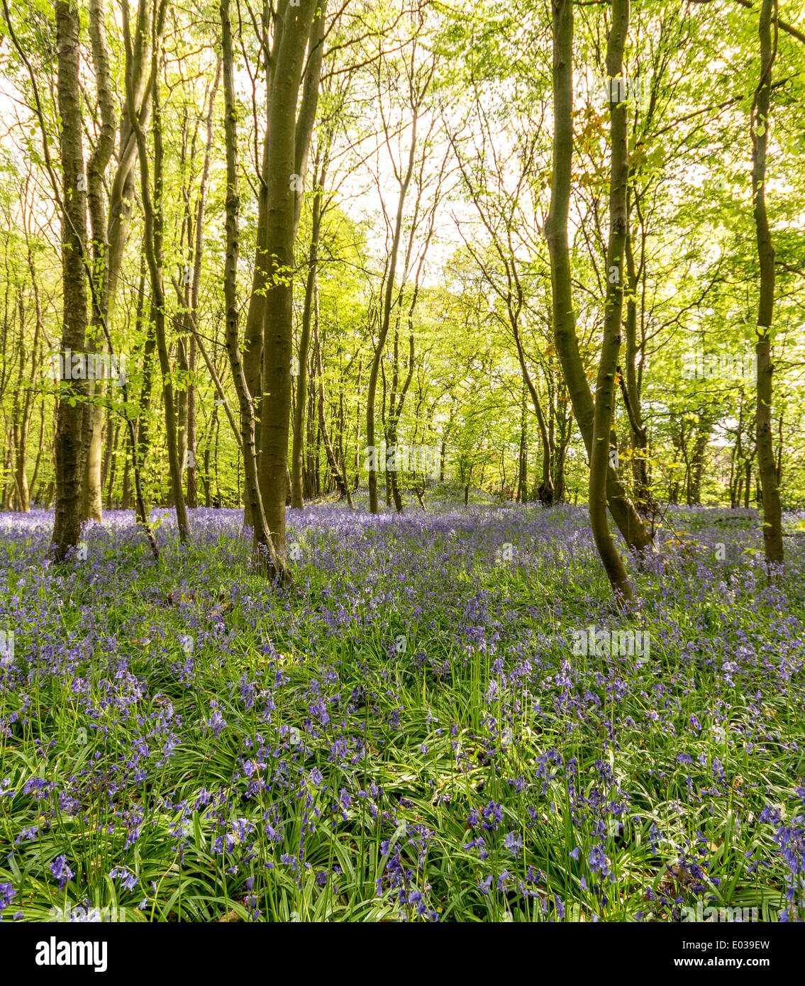 Spring Bluebells in woodland Stock Photo - Alamy