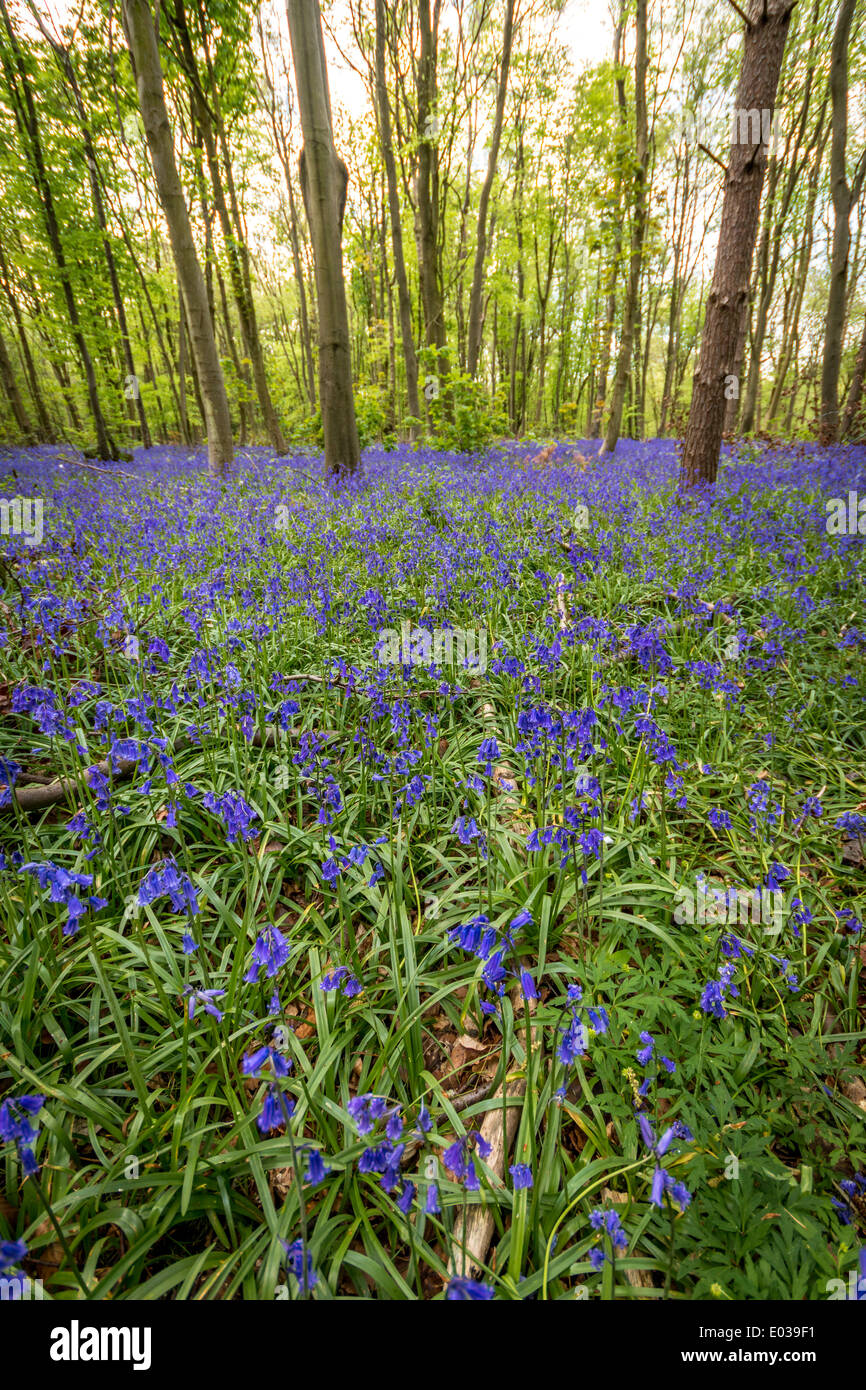 Spring Bluebells in woodland Stock Photo - Alamy