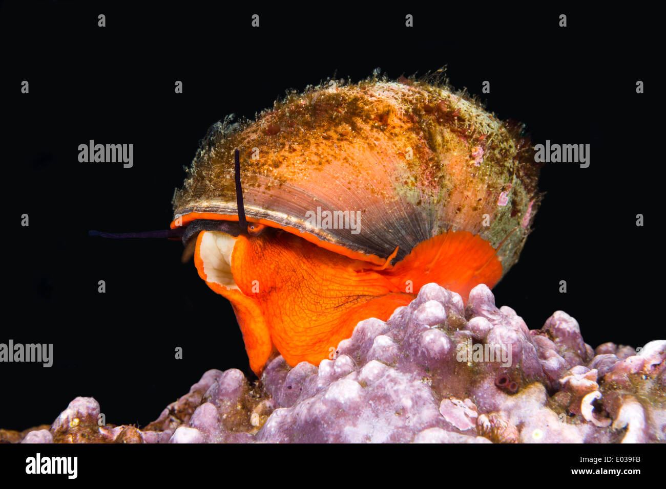 Norris's top snail, also knows and a kelp snail, crawls over a reeftop ...