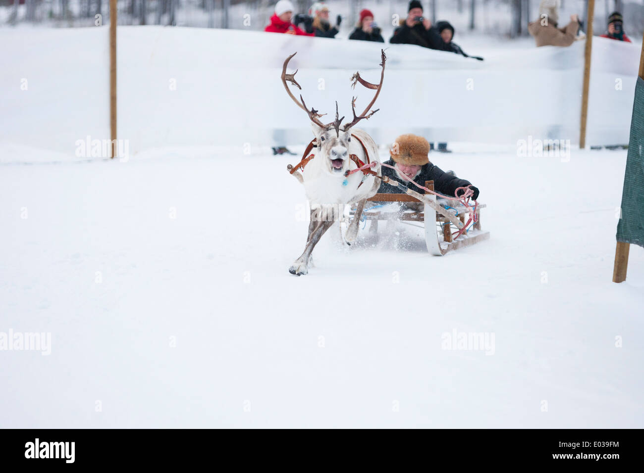 JOKKMOKK, SWEDEN Reindeer racing at the annual Jokkmokk Winter Market ...