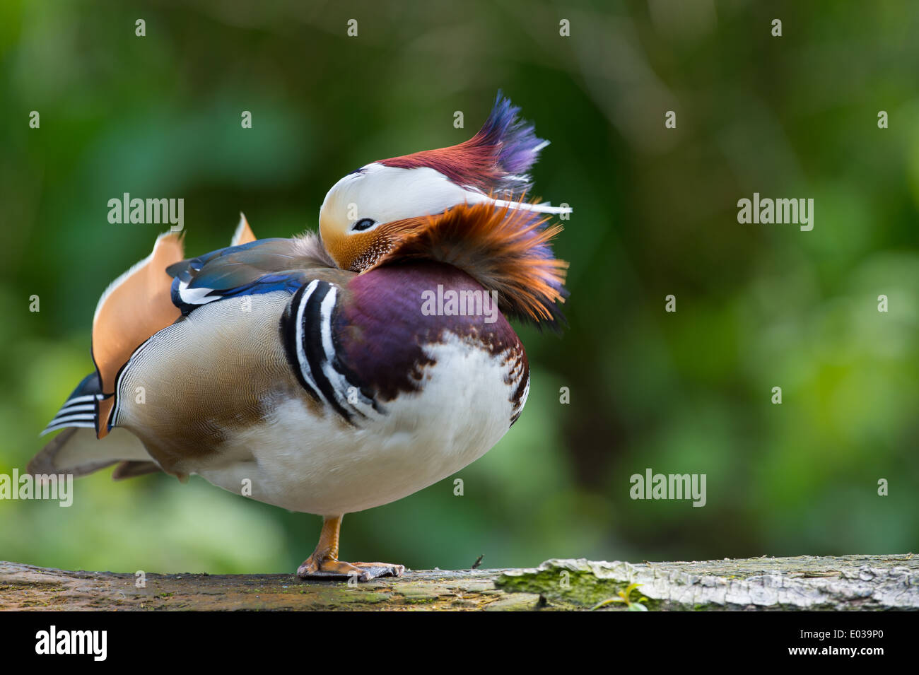 Strong duck hi-res stock photography and images - Alamy
