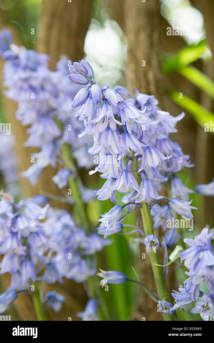 The Spanish bluebell, Hyacinthoides hispanica, in Northamptonshire ...