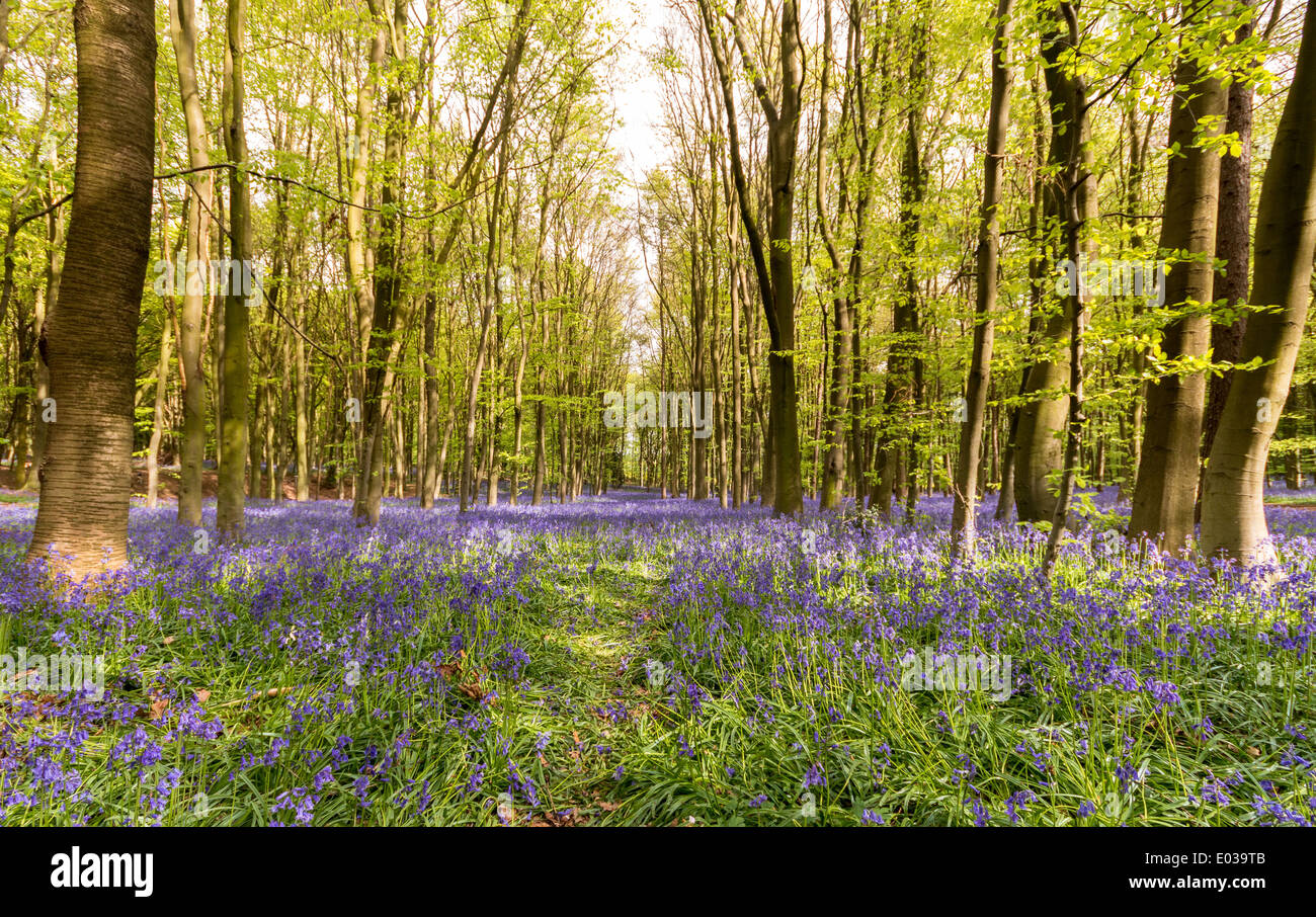 Spring Bluebells in woodland Stock Photo - Alamy