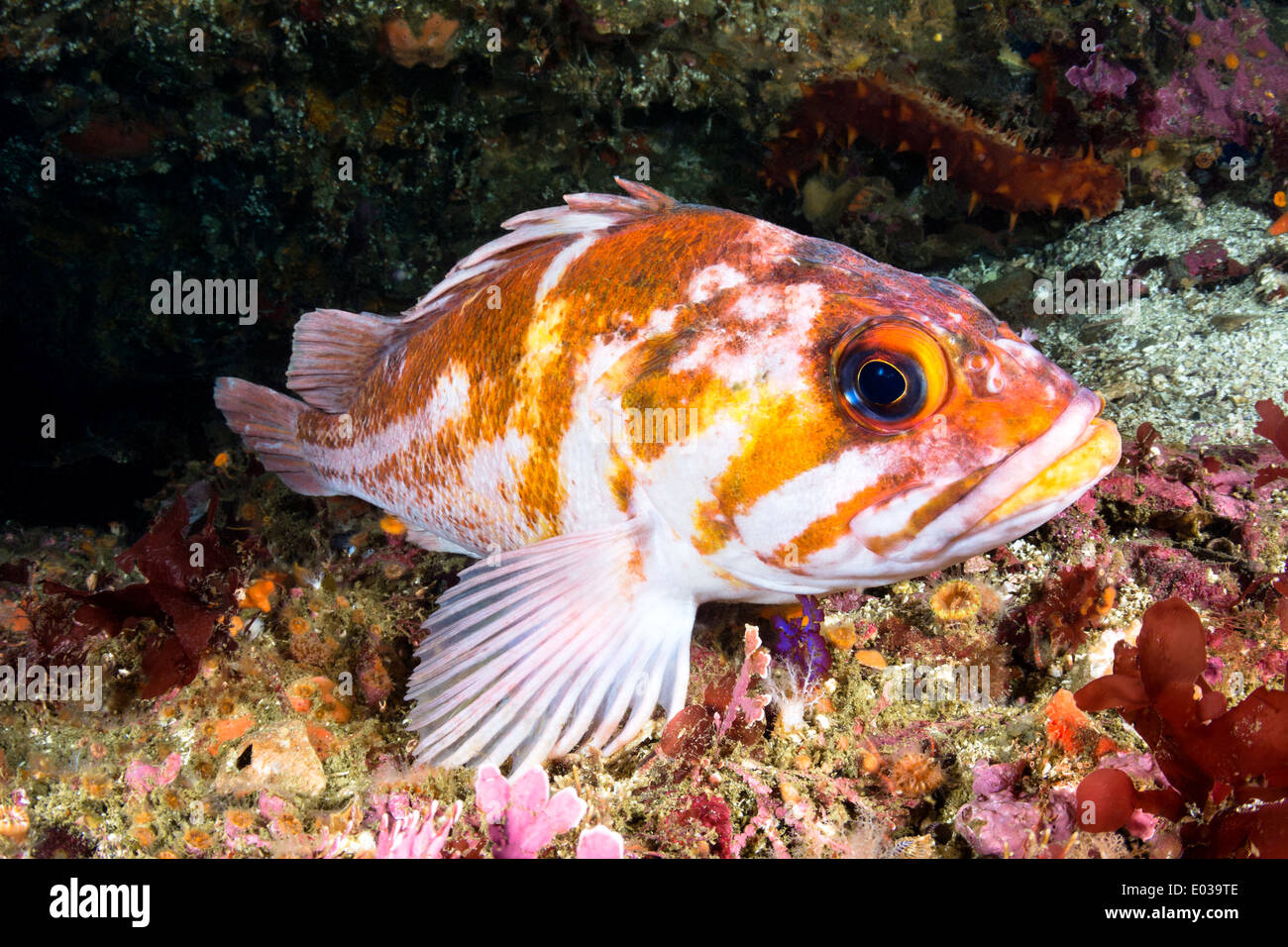 Rockfish hi-res stock photography and images - Alamy