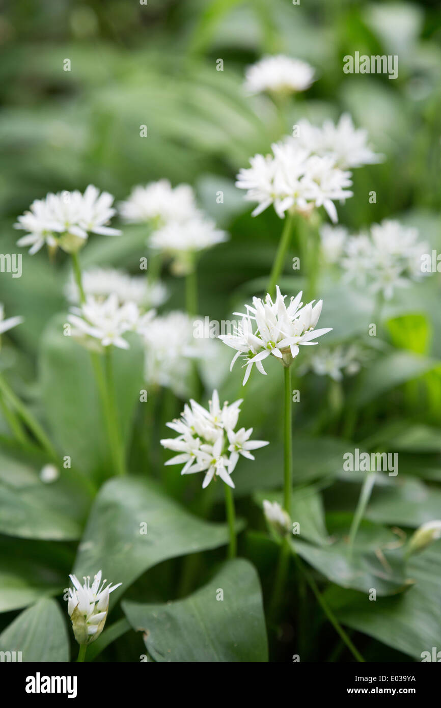 Wild Garlic, Allium ursinum, growing in a deciduous woodland in ...