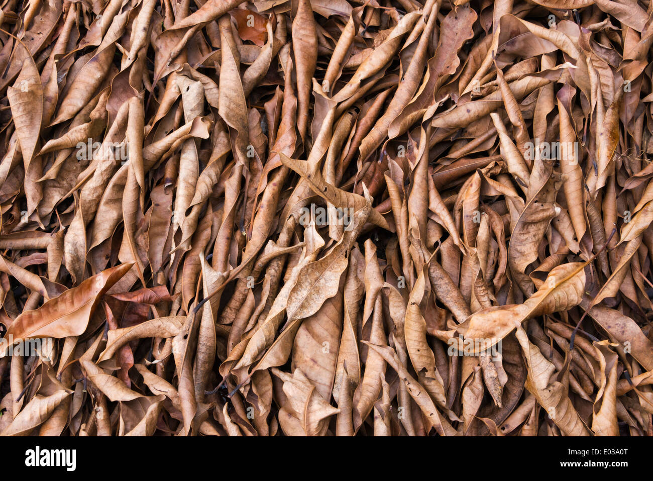 Brown leaves fallen hi-res stock photography and images - Alamy