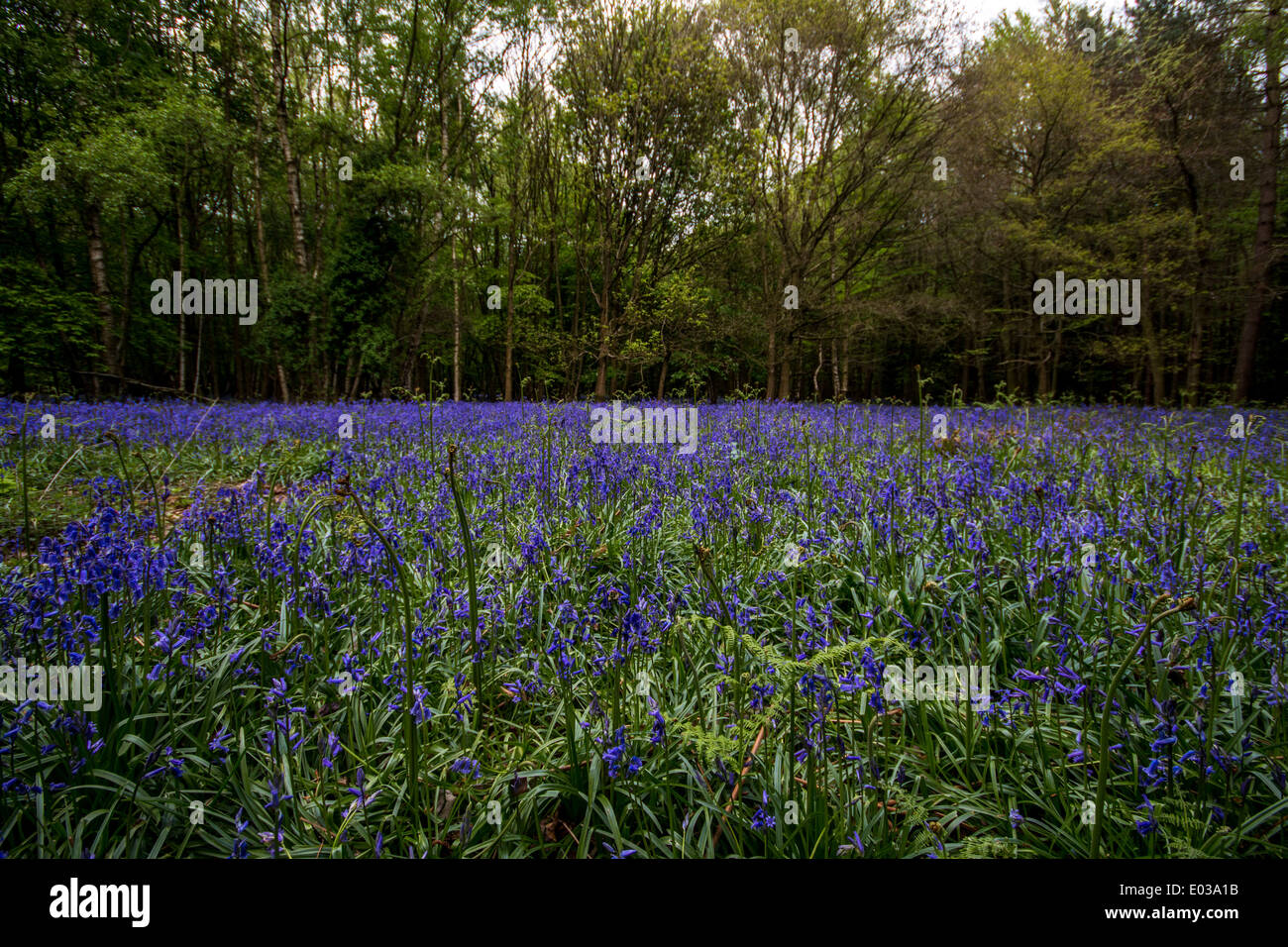 Bluebells in woodland Stock Photo - Alamy