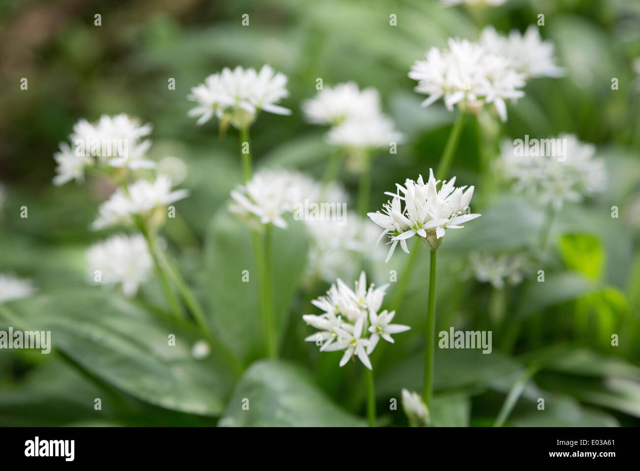 Wild Garlic, Allium ursinum, growing in a deciduous woodland in ...