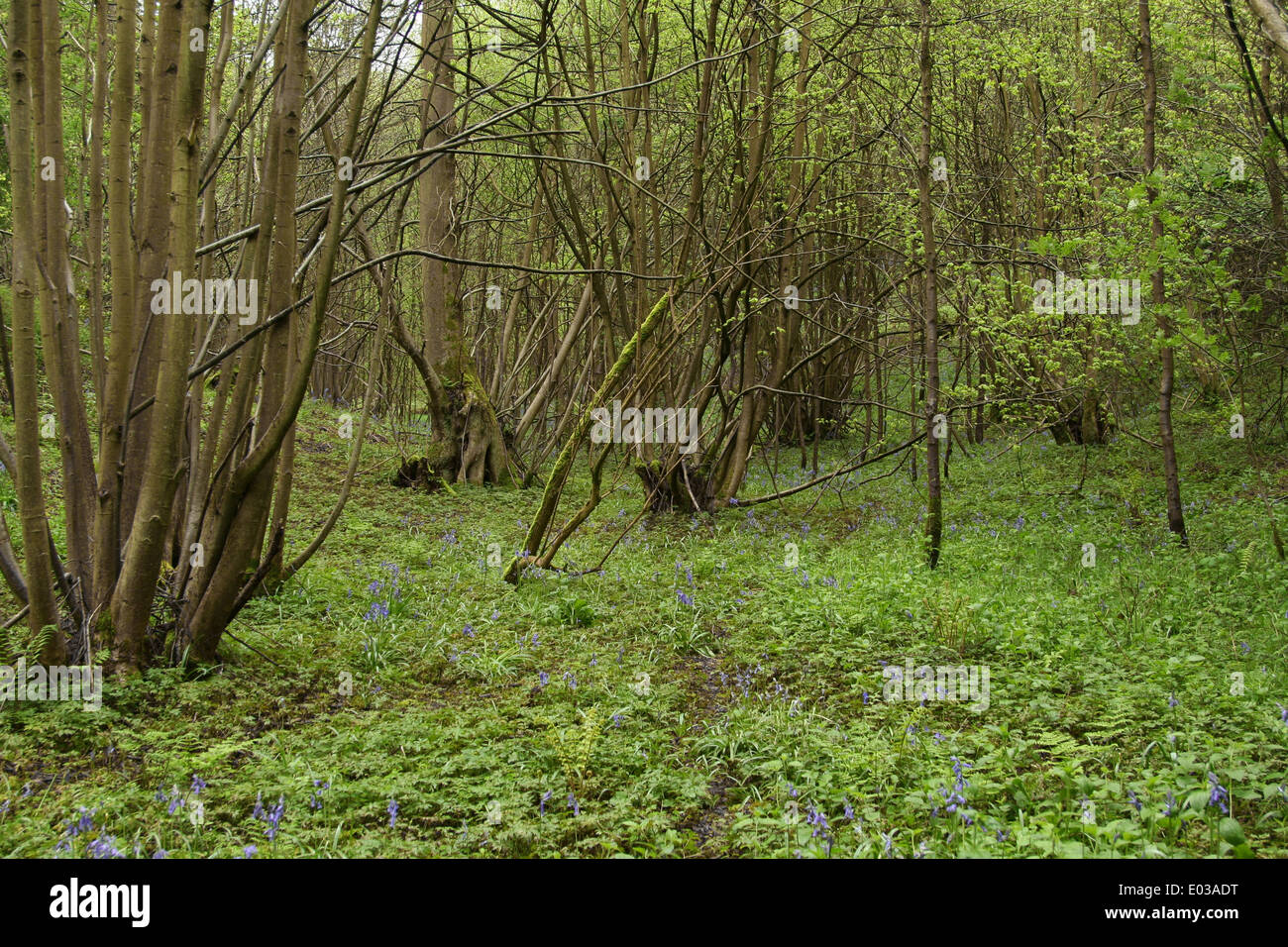 Woods in spring hi-res stock photography and images - Alamy