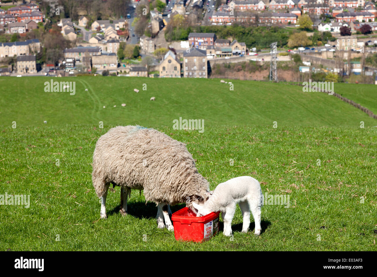 Sheep and lamb on hillside above Sowerby Bridge, West Yorkshire Stock ...
