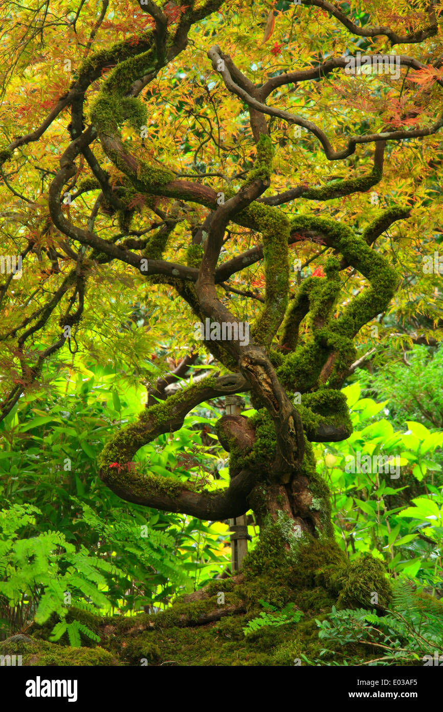 Photo of the Butchart Gardens in fall color, Vancouver Island, British ...