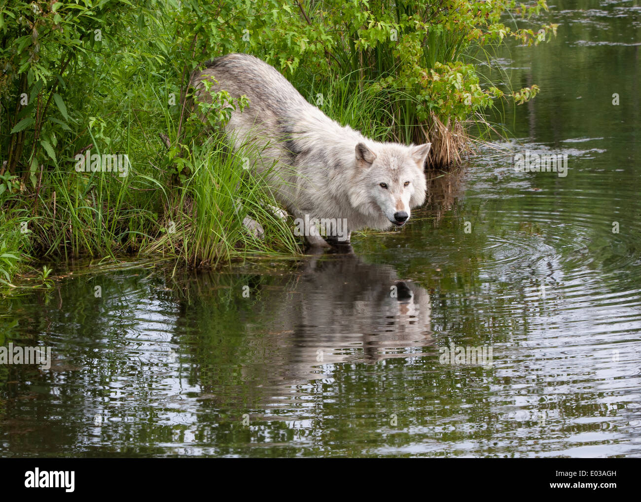 Wolf river hi-res stock photography and images - Alamy