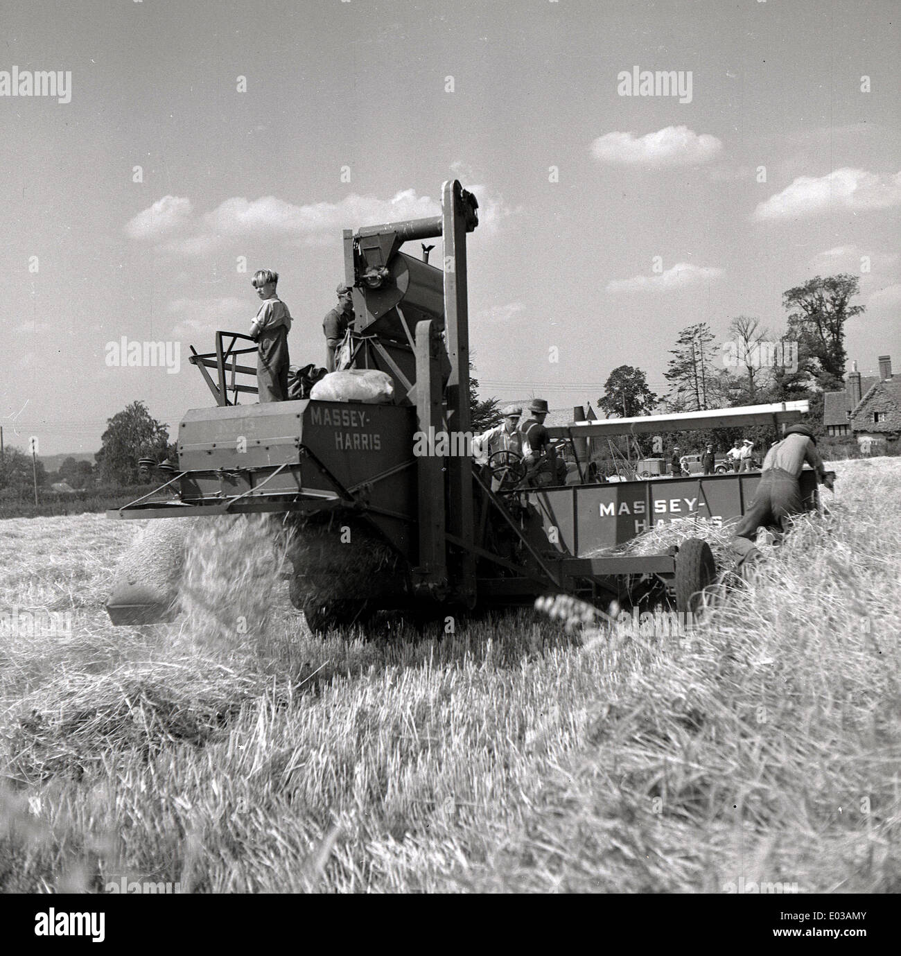 1950s, historical picture of farmers on a harvester machine cutting ...