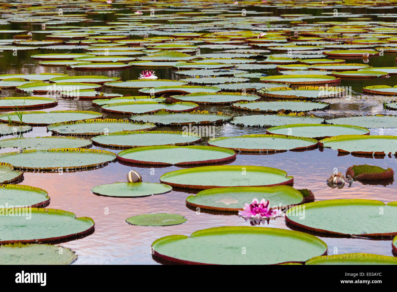 Victoria amazonica lily pads and flowers on Rupununi River, southern ...