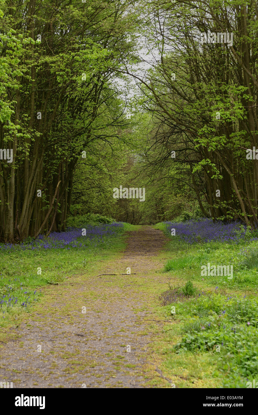 Woodland path in Shrawley Woods Stock Photo - Alamy