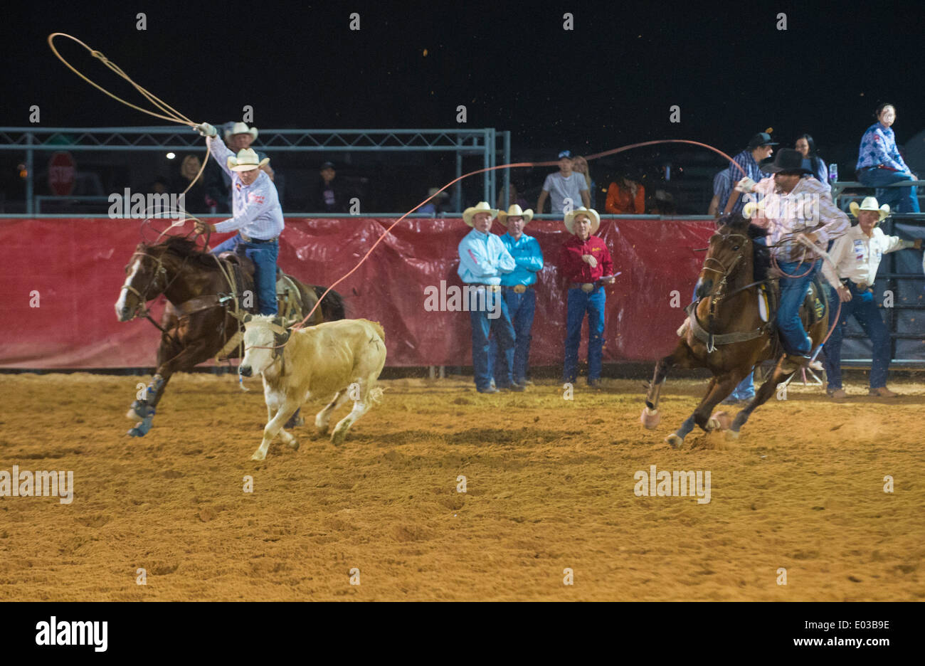 Cowboy Participating in a Calf roping Competition at the Clark County ...