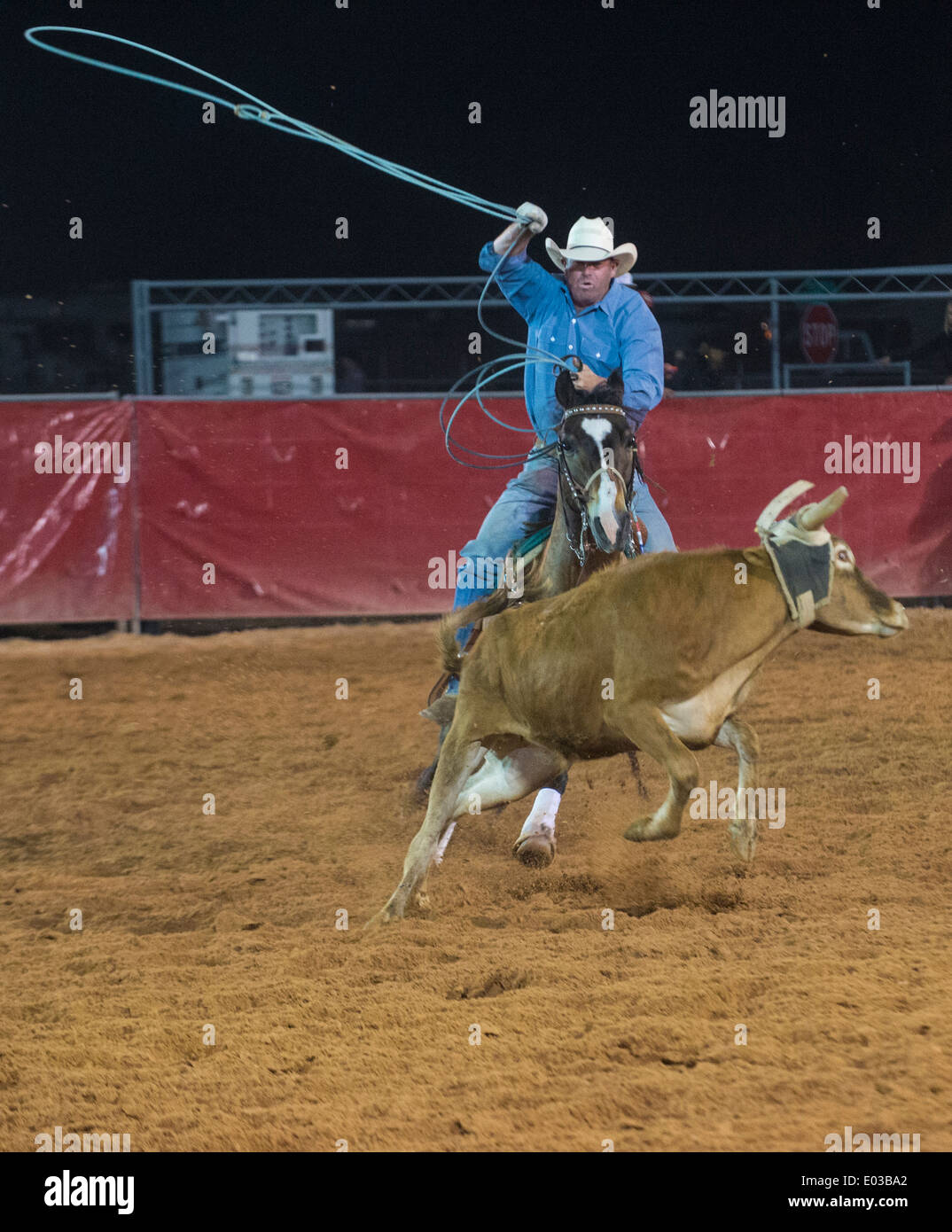 Cowboy Participating in a Calf roping Competition at the Clark County ...