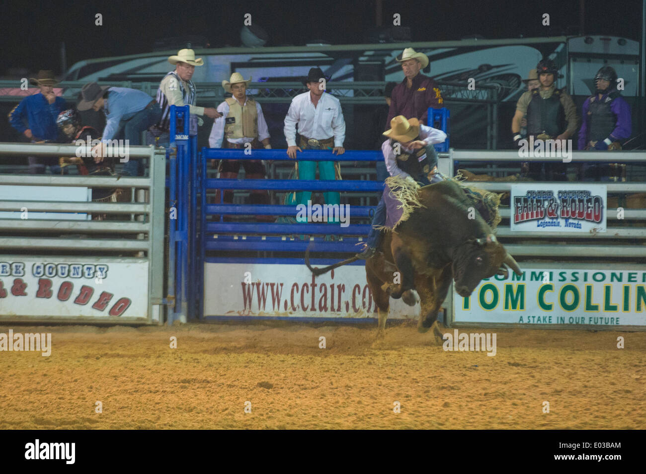 Cowboy Participating in a Bull riding Competition at the Clark County ...