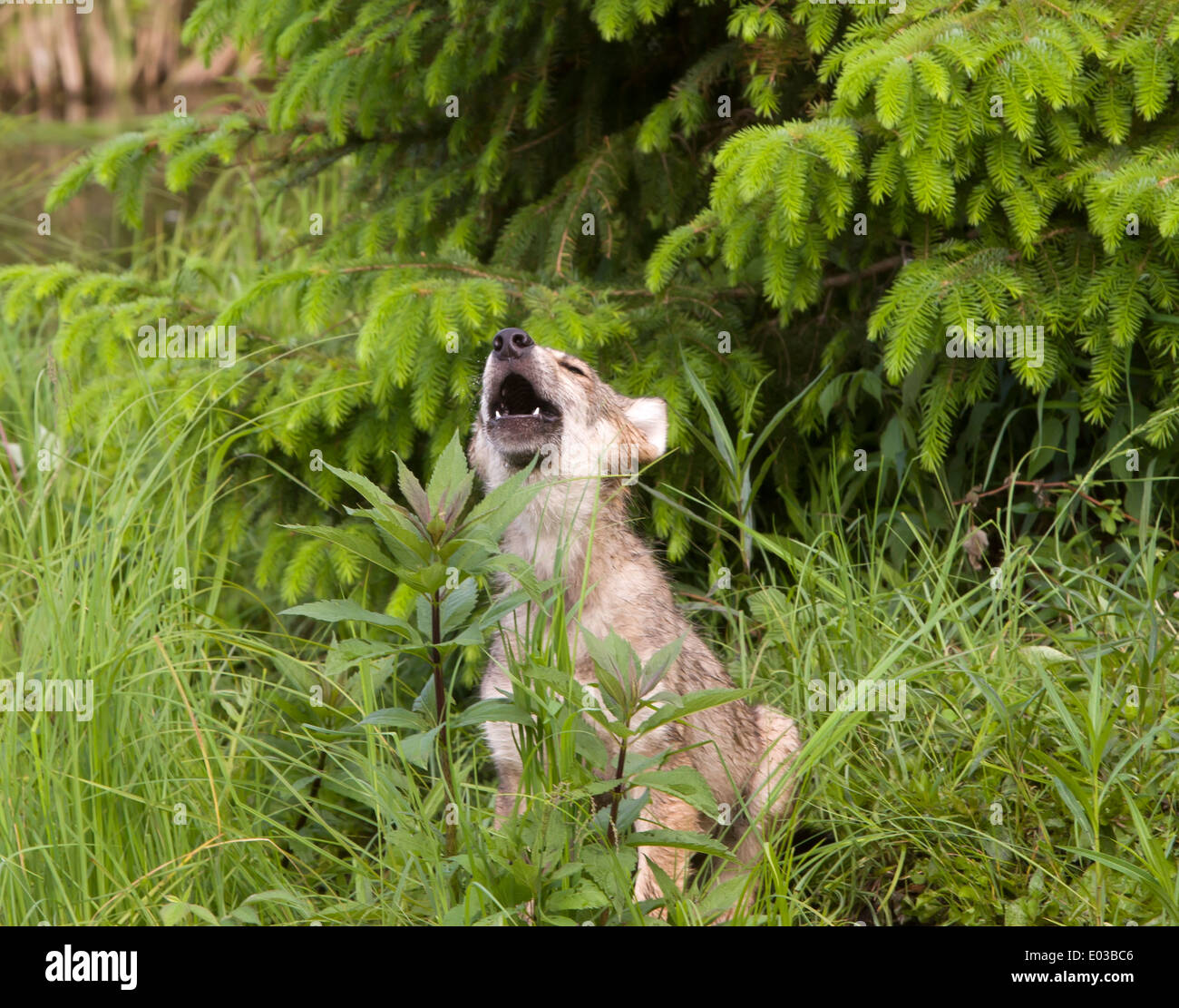Baby Wolf Howling At Moon
