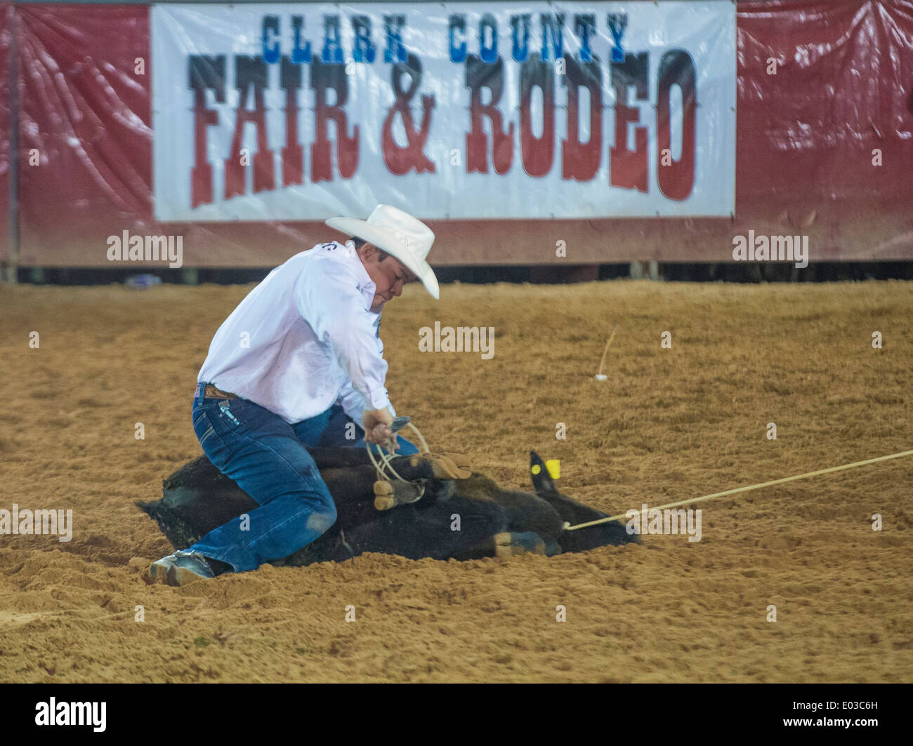 Cowboy Participating in a Calf roping Competition at the Clark County ...