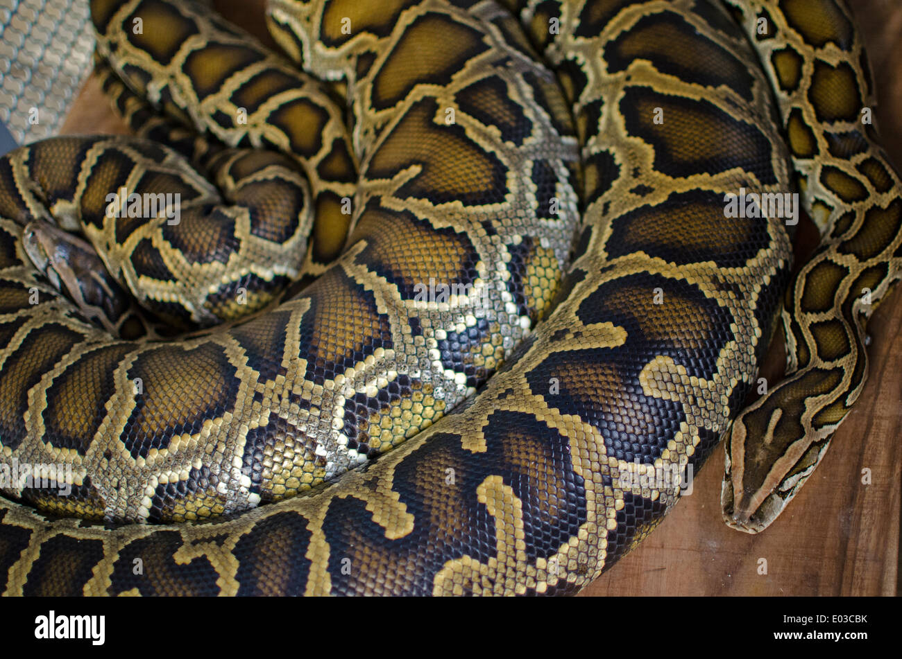 Snake Vietnam High Resolution Stock Photography and Images - Alamy