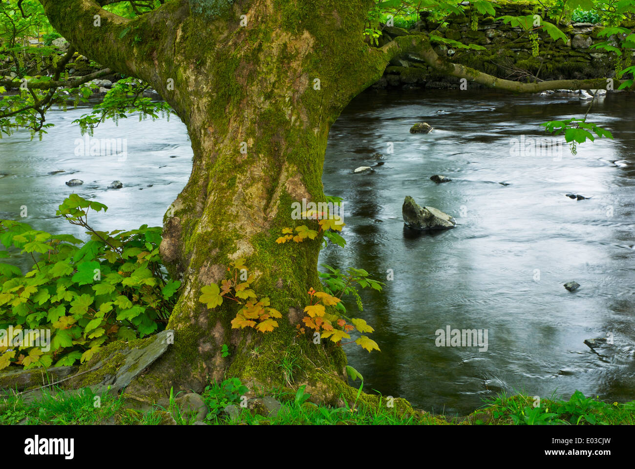 River Kent in the village of Staveley, South Lakeland, Lake District ...