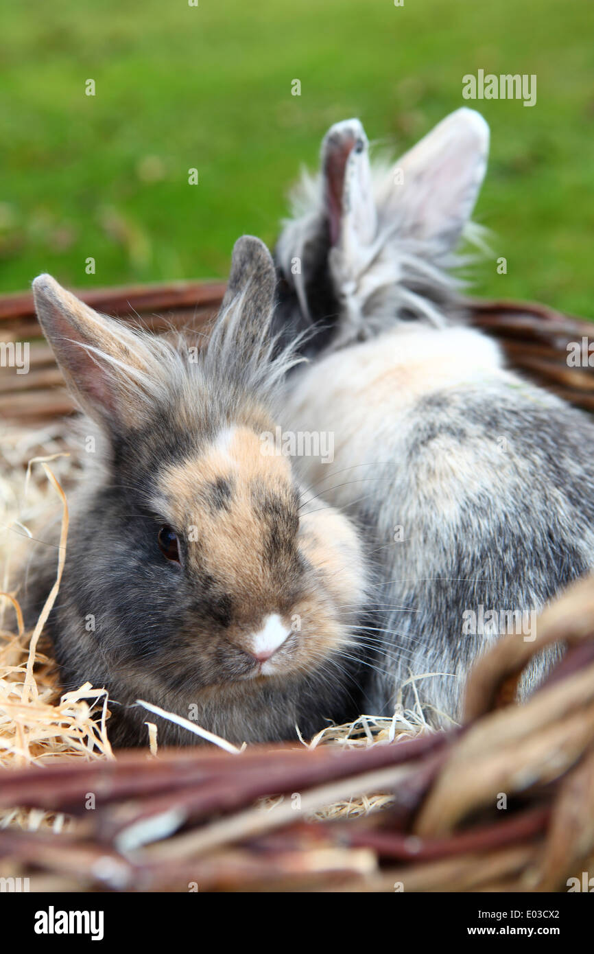 Baby bunnies hi-res stock photography and images - Alamy
