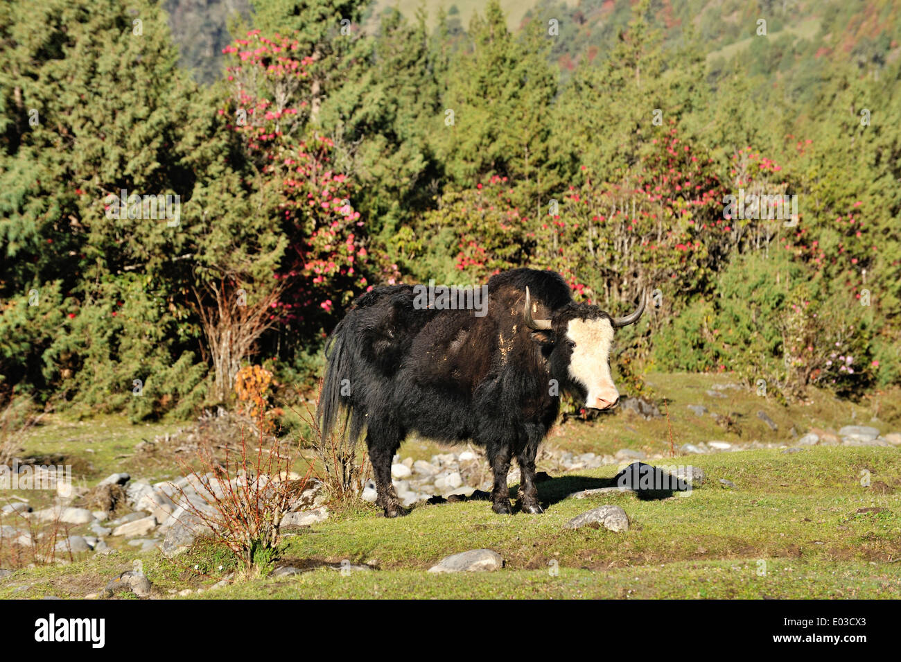 Bhutanese yaks hi-res stock photography and images - Alamy