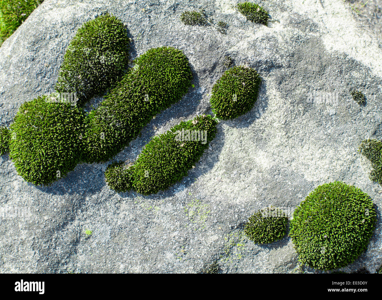 Fresh Green Moss Grows On Rock Stock Photo - Alamy