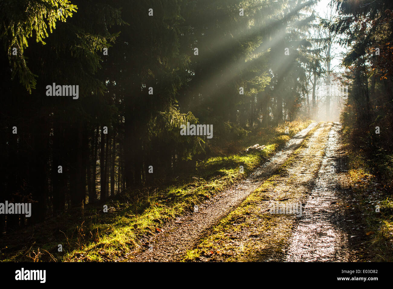 Forest path with lovely rays of sunlight Stock Photo - Alamy