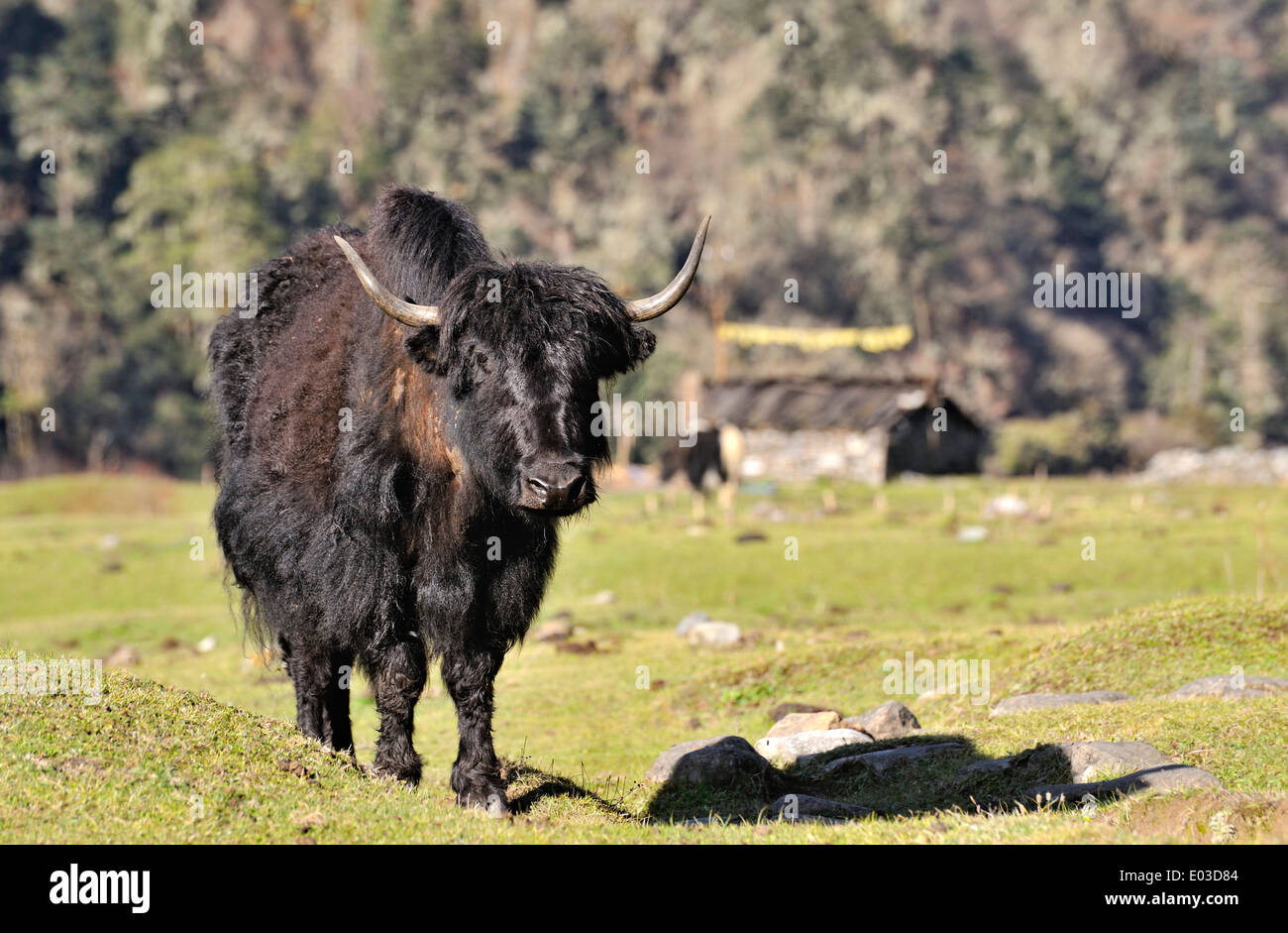 Bhutanese yaks hi-res stock photography and images - Alamy