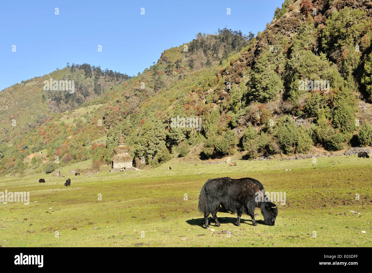 Bhutanese yaks hi-res stock photography and images - Alamy
