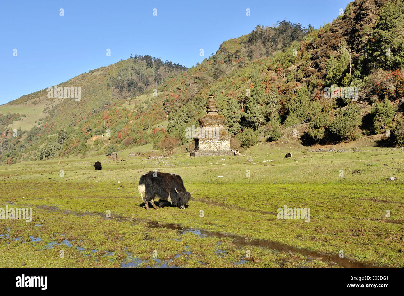 Bhutanese yaks hi-res stock photography and images - Alamy