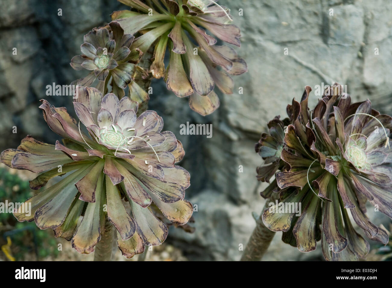 Three succulents hi-res stock photography and images - Alamy