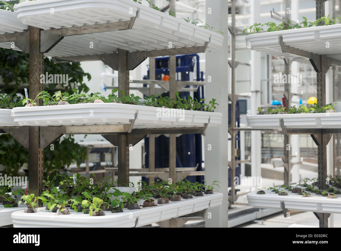 Hydroponics hi-res stock photography and images - Alamy